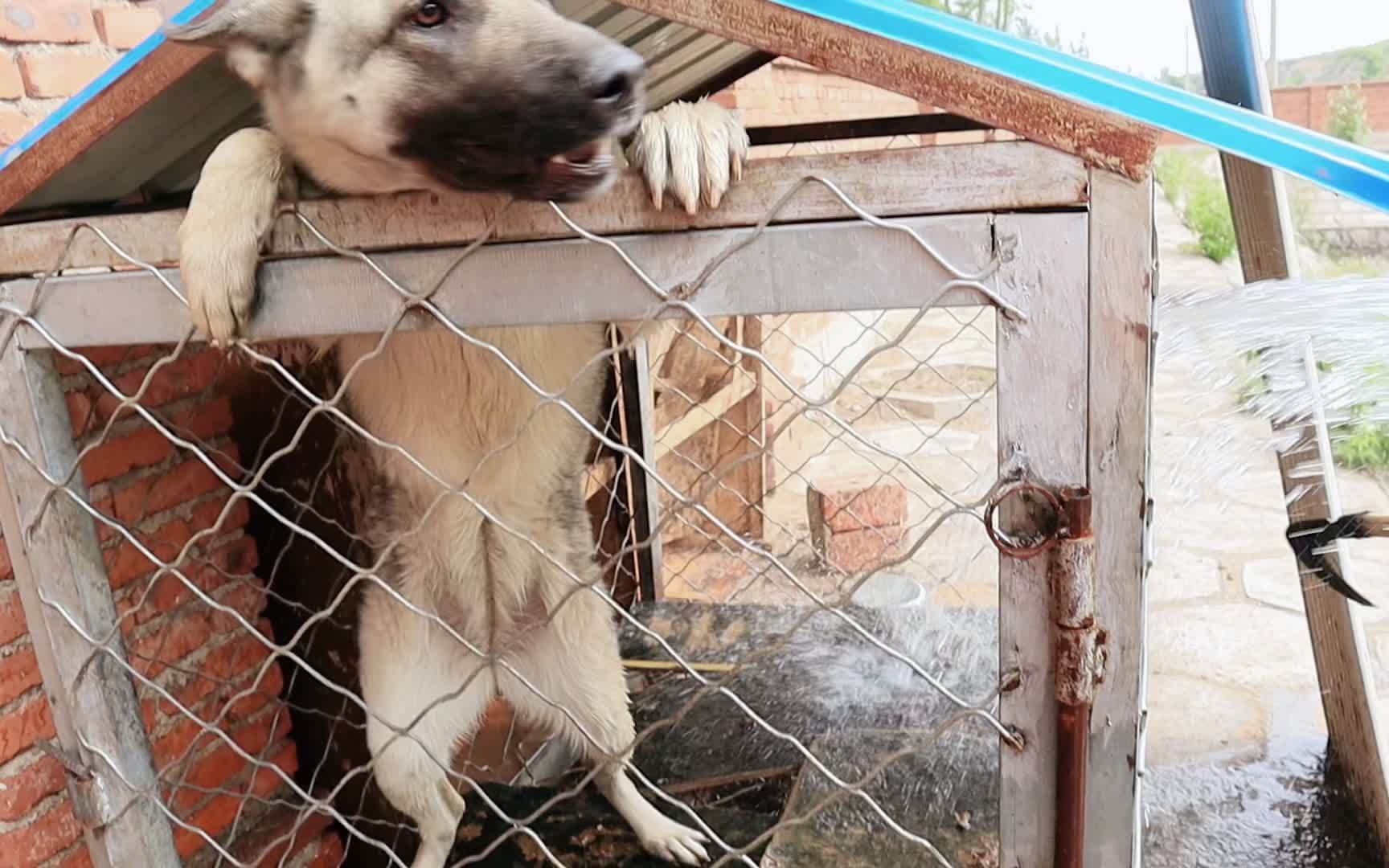 犬舍消毒,用高压水泵配合高锰酸钾,省时省力还便宜!