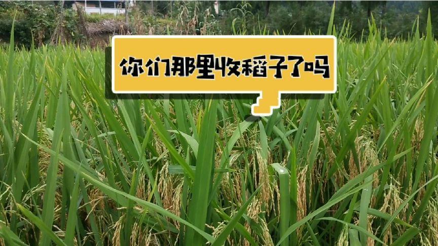 在四川稻子成熟季节可是稻子还没有成熟,你们那里呢?