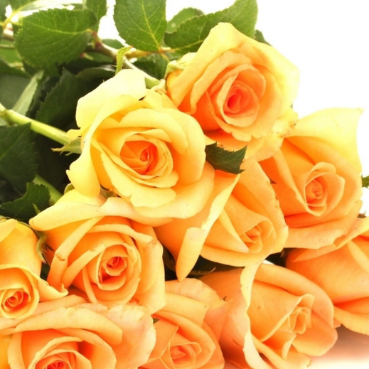 紫色优雅的神秘 