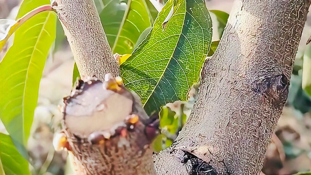 桃树短截后要做好流胶病的预防工作,科学修剪,提高桃树的长势