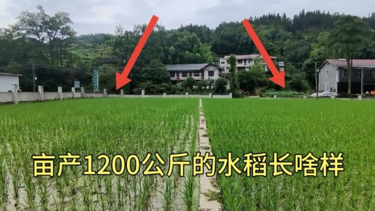 亩产1200公斤的盐碱水稻和普通的杂交水稻有啥区别 大家看看