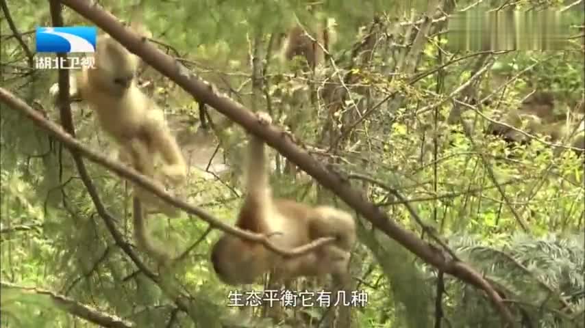 金丝猴对生态环境的特殊作用,吃掉这两样东西,保证树木生长