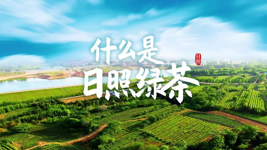 视频丨什么是日照绿茶