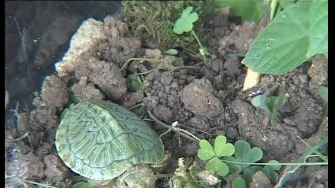 新课程高中生物演示实验(三)06设计并制作生态缸,观察其稳定性
