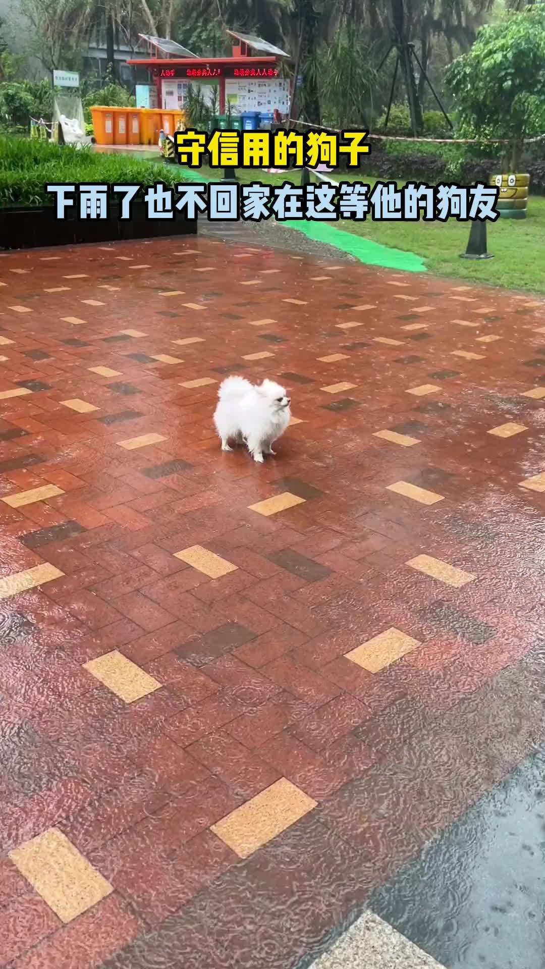 守信用的狗子下雨了也不回家在这等他的狗友