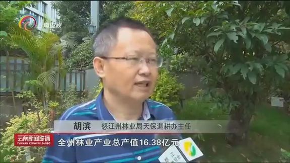 全州林业产业总产值16.38亿,林业成怒江州贫困群众的重要收入