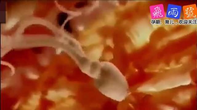 从精卵结合到宝宝出生全过程动画演示,每个人都是这样发育长大的