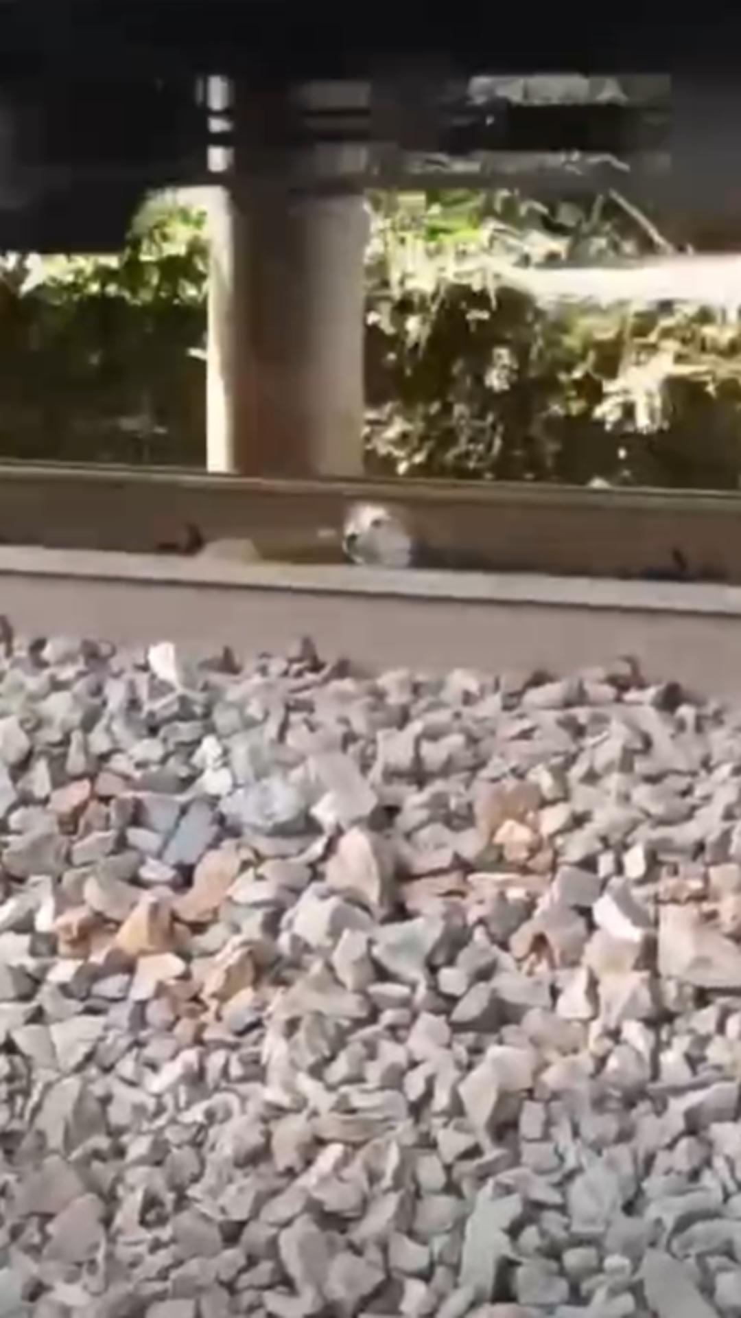 它可能沉浸在牛肉干的世界里无法自拔,狗:我应该在车里,不应该在车底