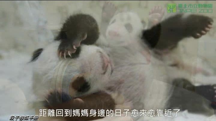 国宝熊猫的成长你知道是怎么样的吗?超催淚圓仔成長日記