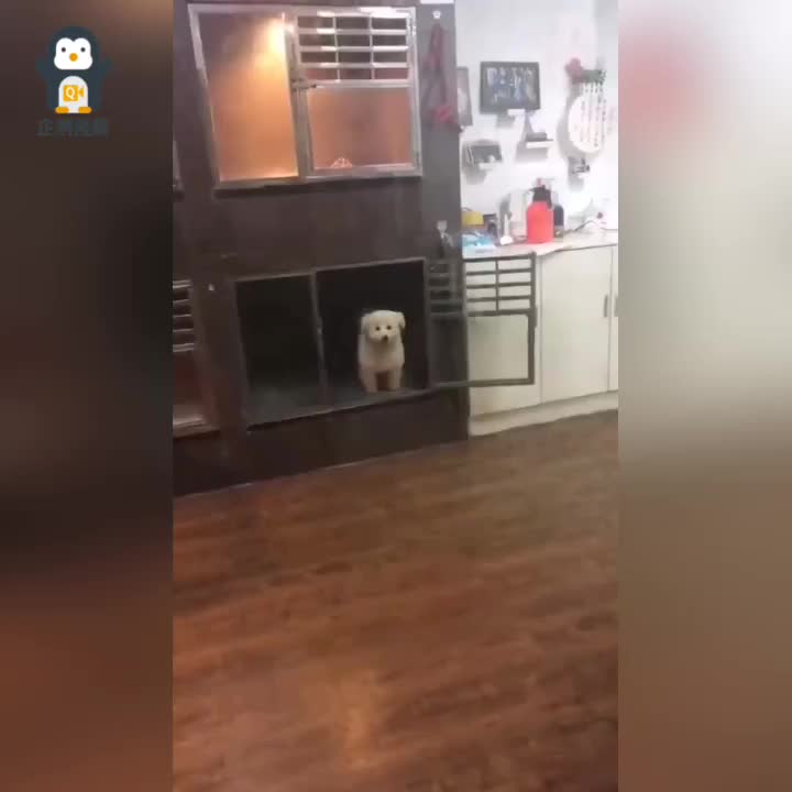 过年就要有过年的气氛嘛!小狗一定是看舞狮表演看多了