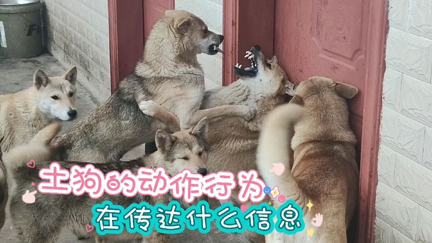 田园犬这些动作神态,到底在传递什么信息?