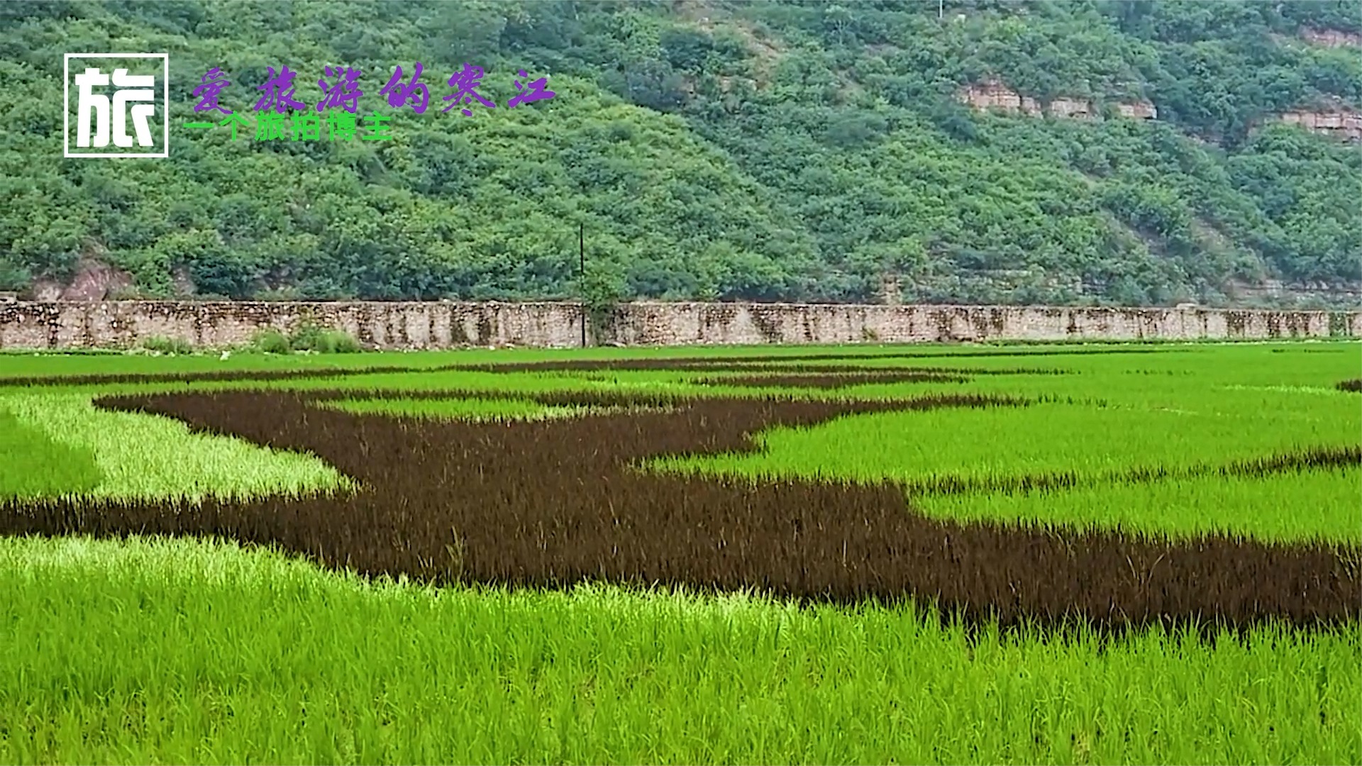 涉县稻田画近观是这样的:稻分五彩,溪水潺潺 #治愈系风景 #稻田风光 #...