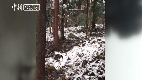 大熊猫雪地里玩“翻滚”萌翻粉丝