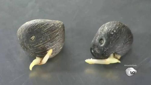 棕榈油的制做全过程,看了这个过程可以放心的使用了!