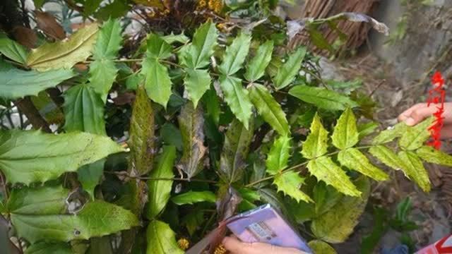 土黄连的功效与作用