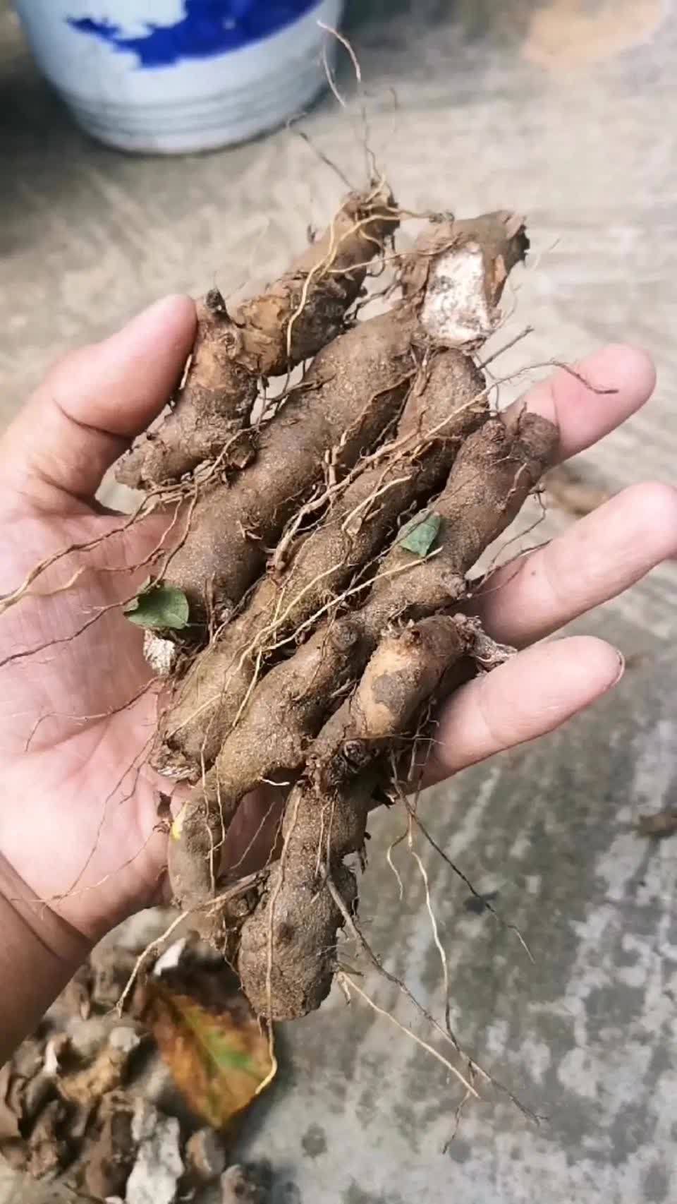 秦岭山里的珍贵中药材,穿地龙又叫狗山药,具有活血消肿止痛的作用