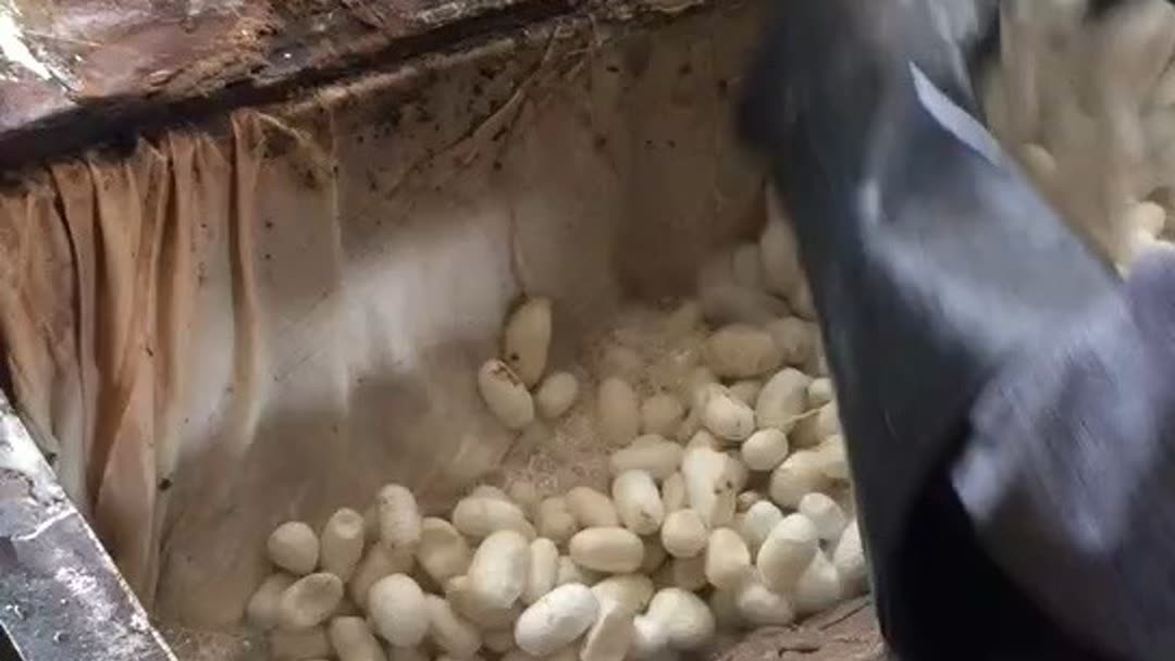 蚕茧抽丝机操作规范