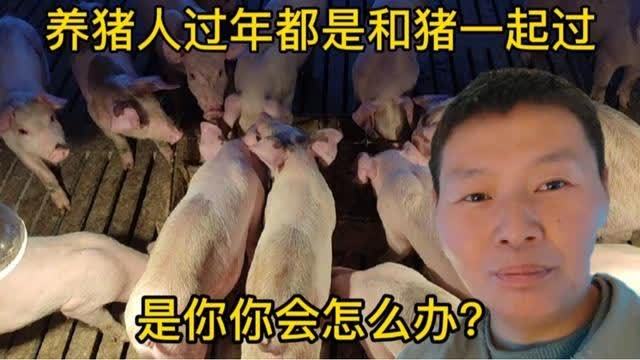 你回家过年了吗?养猪人没有假期,休息都是要请假更别想回家过年