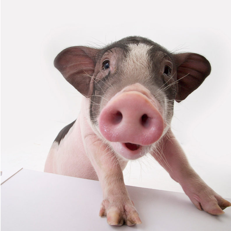 小猪生活趣味事 