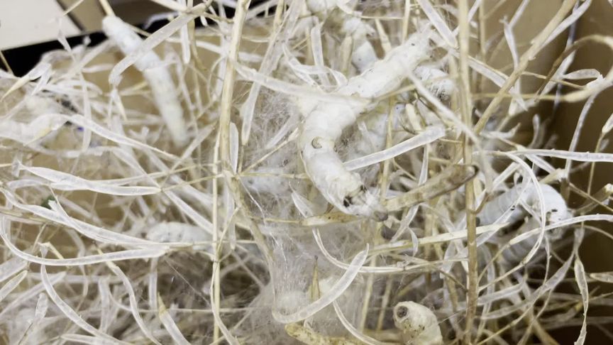 蚕丝被真的来之不易#蚕宝宝成长记