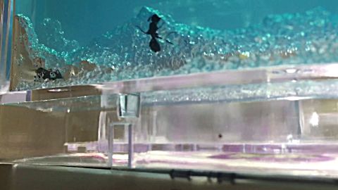 蚂蚁观察记录近距离拍摄挖隧道。