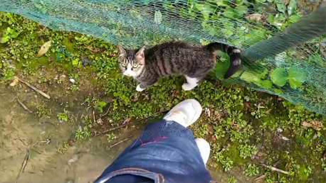 狸花猫也有卖萌撒娇的一面,围着主人不停卖萌!