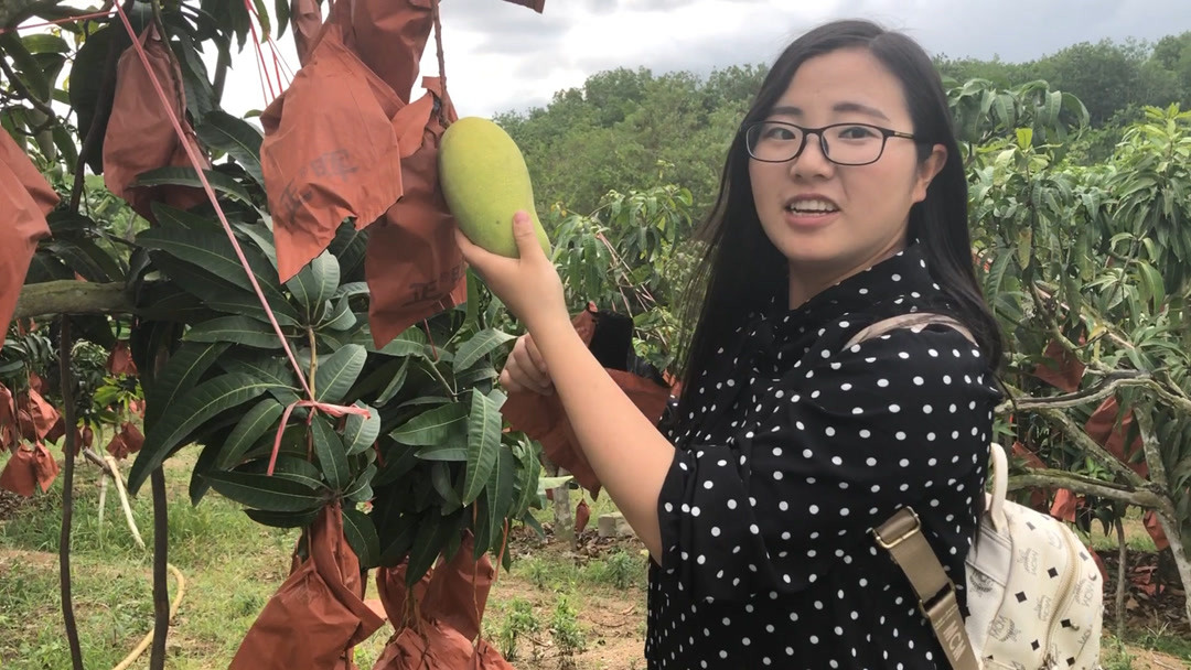一棵芒果树一年能结多少果?海南小伙亲口告诉你,你能猜到吗?