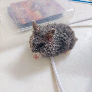 九秋色 