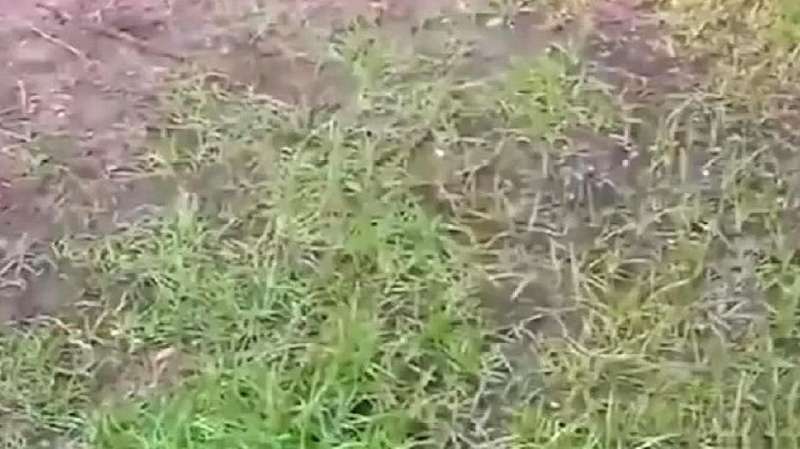 蟒蛇:小蟒蛇盘在草地里,狗狗围着蟒蛇画圈不敢攻击!