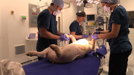 选用猪器官移植到人体,即将成为现实?为什么选用猪呢?