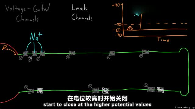 第54集:神经元的动作电位机制