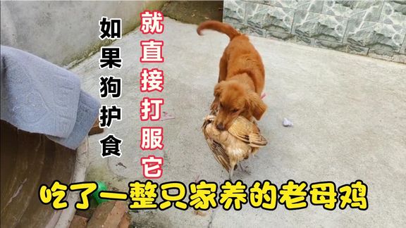 公公送来一只被黄鼠狼咬死的母鸡,从来不护食的狗,为何想咬主人