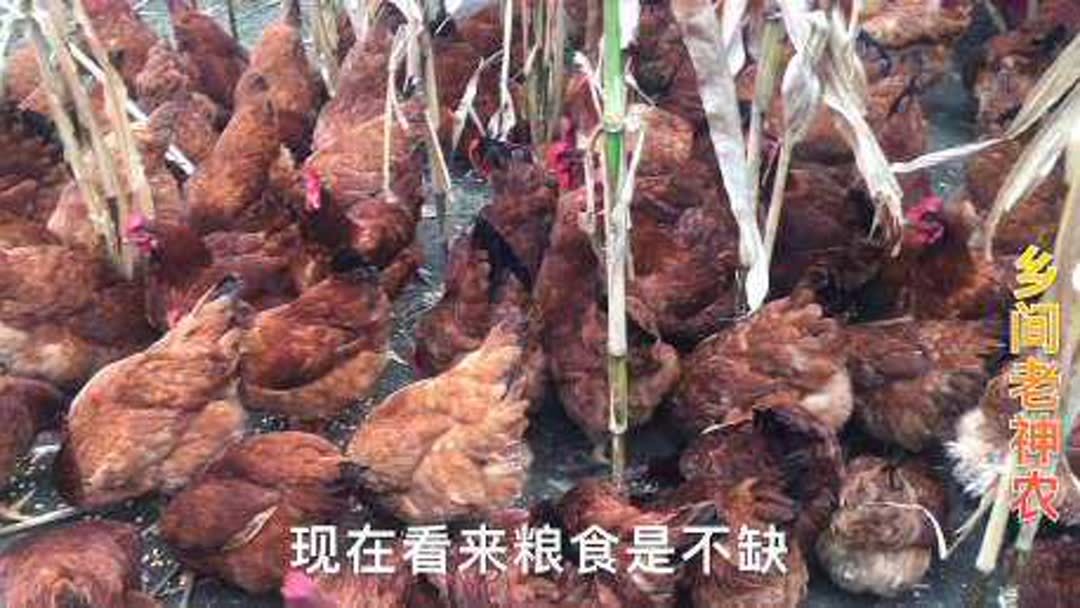 今年的玉米价格一路上涨,你知道比去年涨了多少吗