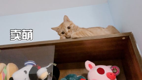 小猫咪被说后居然卖萌撒娇!