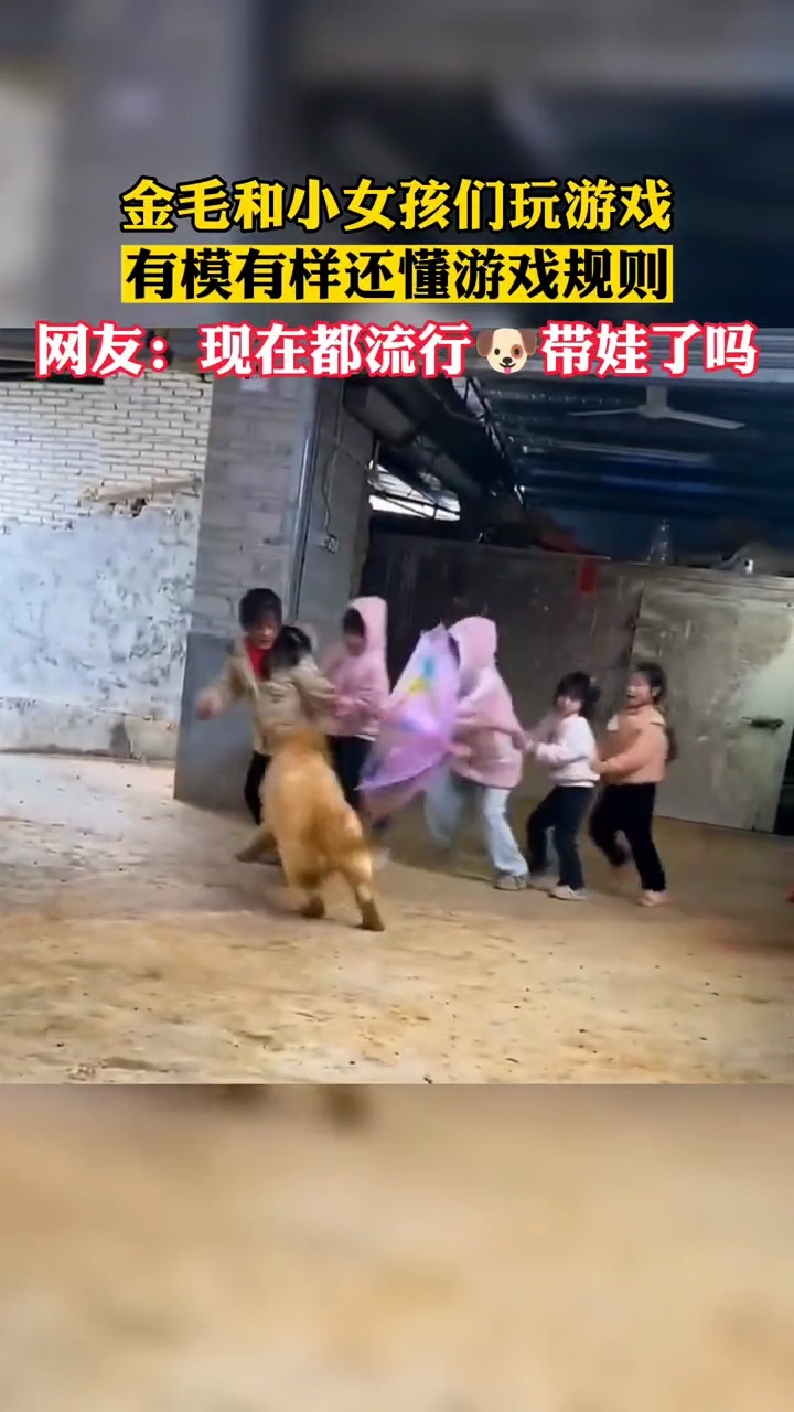 ...懂游戏规则。网友:现在都流行狗带娃了吗#社会新闻 #搞笑 #神奇动物