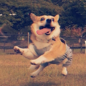 w落叶飞花w 