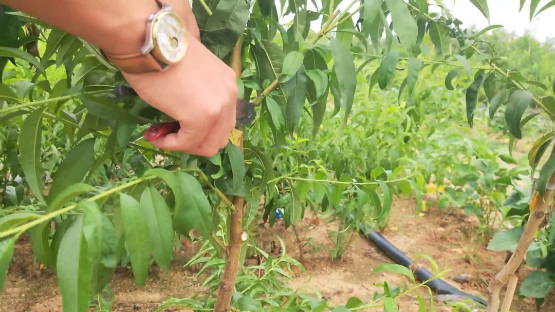 桃树苗主干形秋季修剪