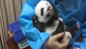 熊猫宝宝躺在奶妈的怀里好乖,吐舌头的瞬间被萌死了,太可爱了!