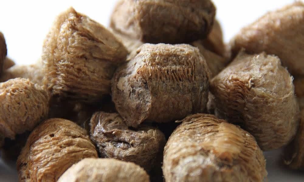 桑树上一种茧,酷似狗屎,却一斤值300元,很多90后都吃过