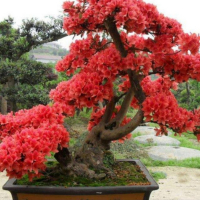 小周盆景绿植桩 