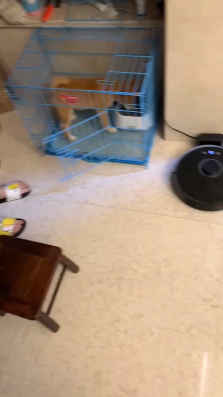 狗狗到家第一件事,训练定点排便!