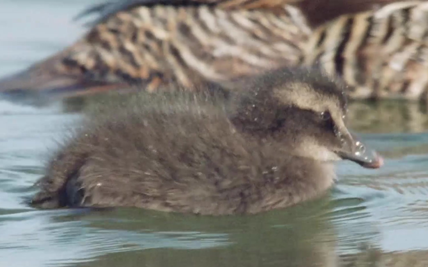 小绒鸭—保护孩子 爱孩子 保护孩子 是所有动物的本能