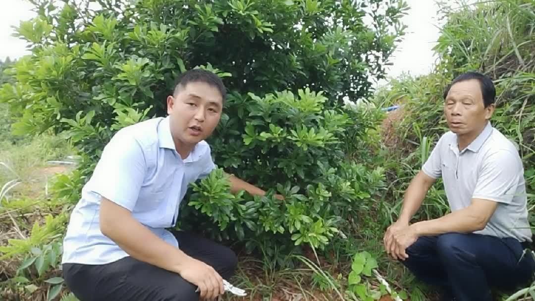 四川种植技术员，广东关哥杨梅树挂果少，经过这样修剪产量猛增