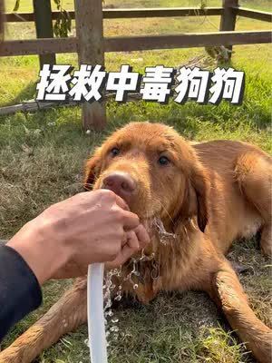 成功拯救中毒狗狗