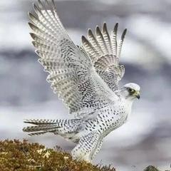 动物的千奇百态 