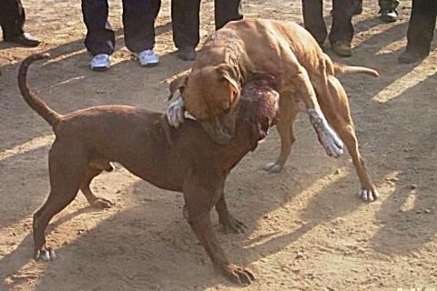 实拍民间最凶狠的斗狗, 两条巨型比特犬对战, 场面激烈