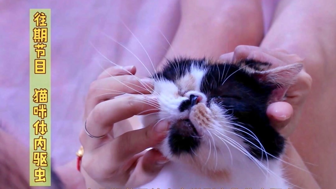 家养猫星人长了这些寄生虫,要及时用药,虫子会咬伤人和传播病菌