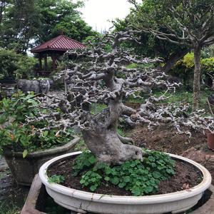 竹编老头 