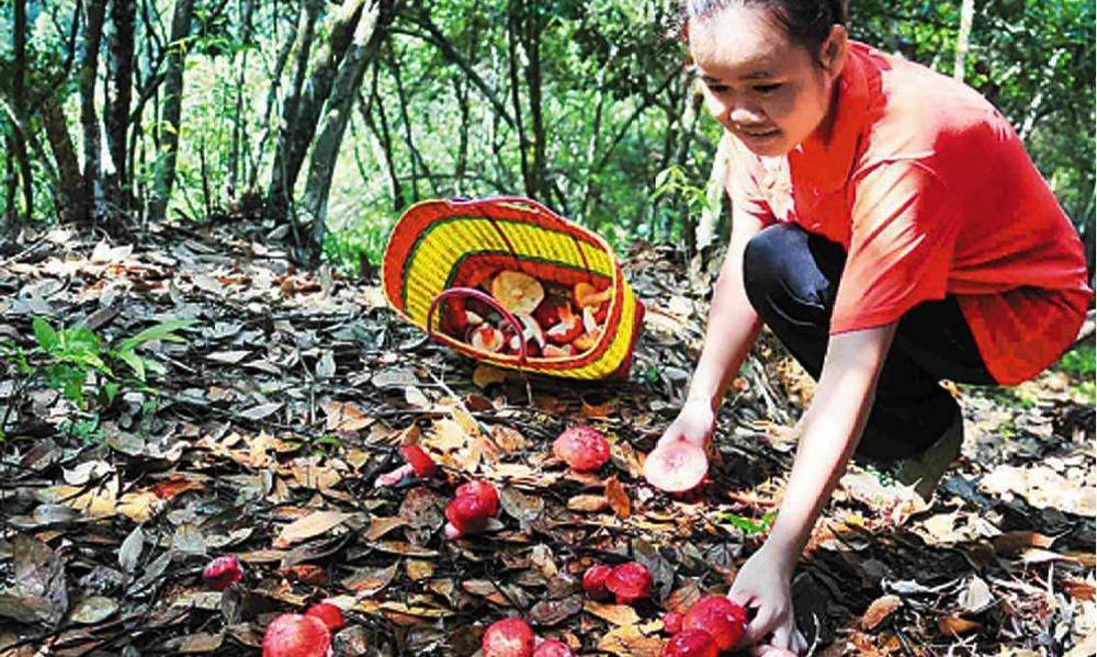 它被称为"菇中之王",价格一年比一年贵,一年只生长2次