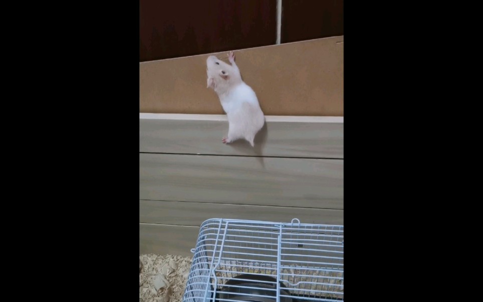 【仓鼠/金丝熊】胡萝卜的观察日记